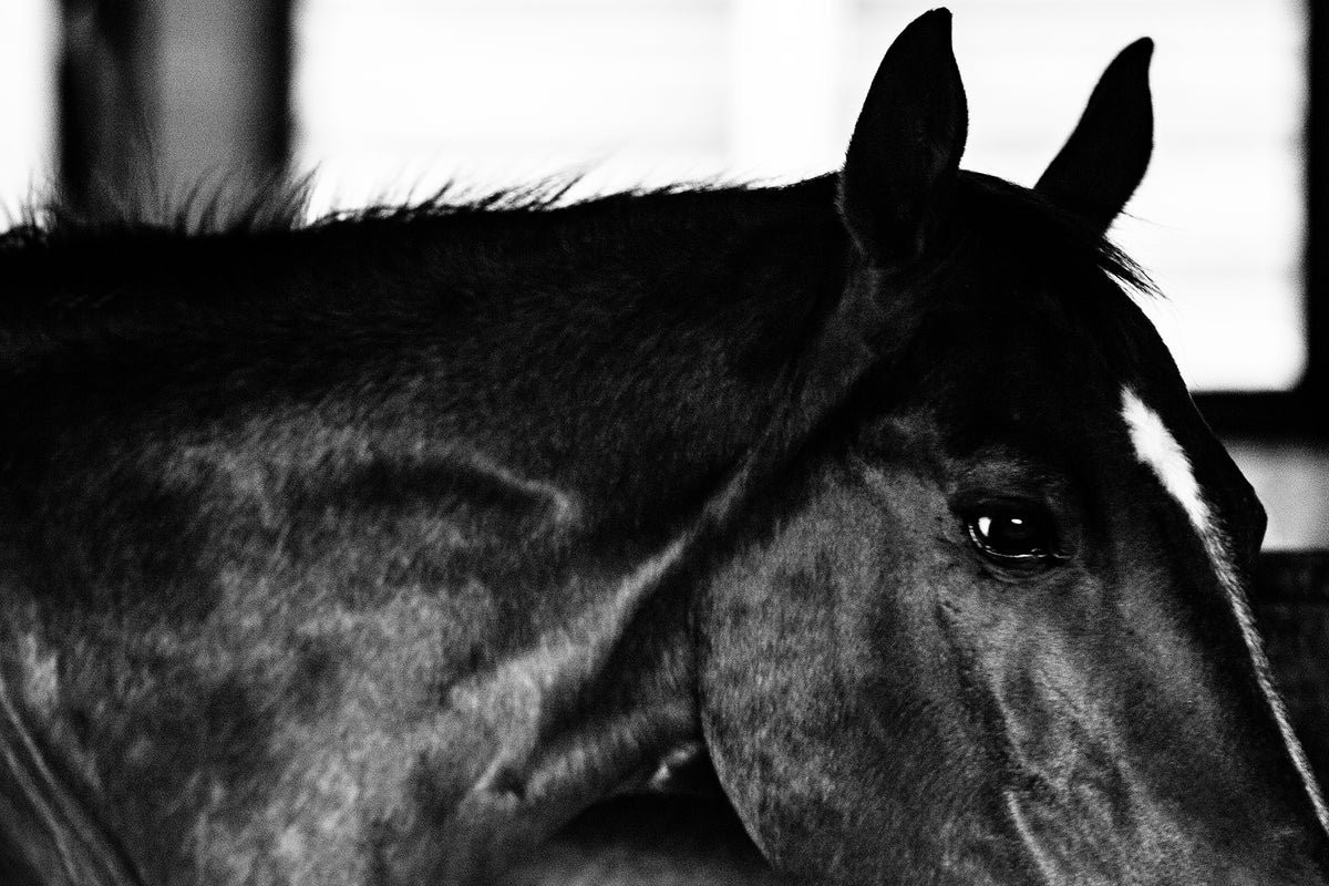 HORSE HEAD – JIM WRIGHT GALLERY